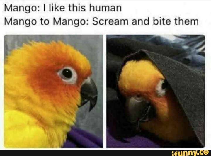 Mango: I like this human Mango to Mango: Scream and bite them - iFunny
