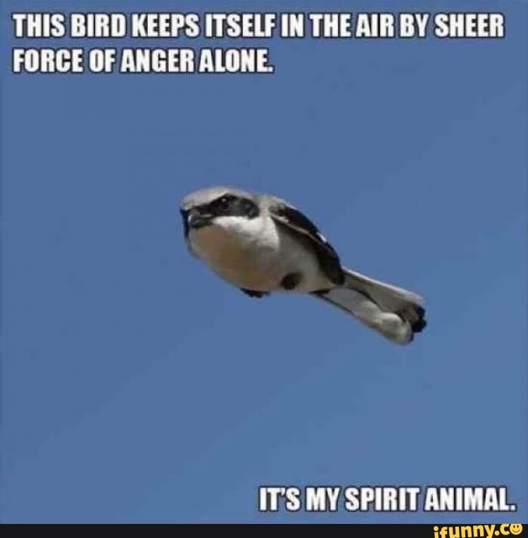 THIS BIRD KEEPS ITSELF IN THE AIR BY SHEER FORCE OF ANGER ALONE SS IT ...