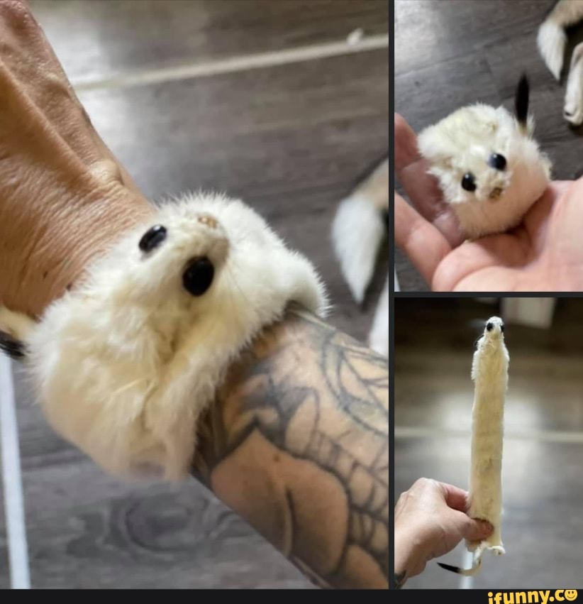 Weasel memes. Best Collection of funny Weasel pictures on iFunny