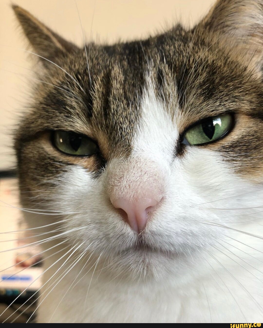 Kotaro memes. Best Collection of funny Kotaro pictures on iFunny