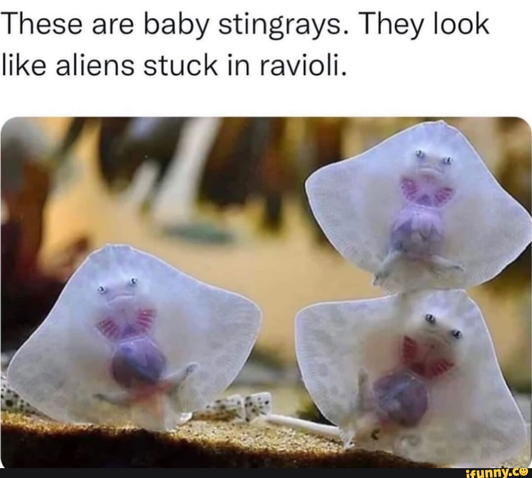 These are baby stingrays. They look like aliens stuck in ravioli. - iFunny