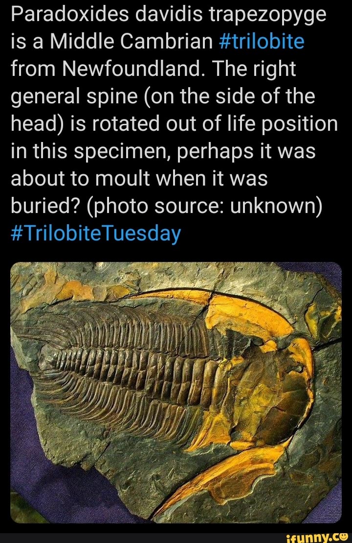 Paradoxides davidis trapezopyge is a Middle Cambrian #trilobite from ...