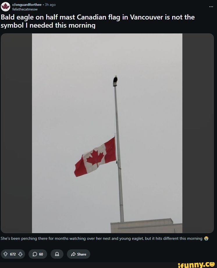 Bald eagle on half mast Canadian flag in Vancouver is not the symbol I ...