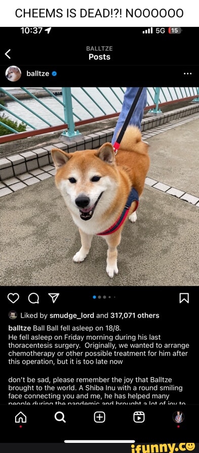 CHEEMS IS DEAD!?! NOOOOOO all BALLTZE