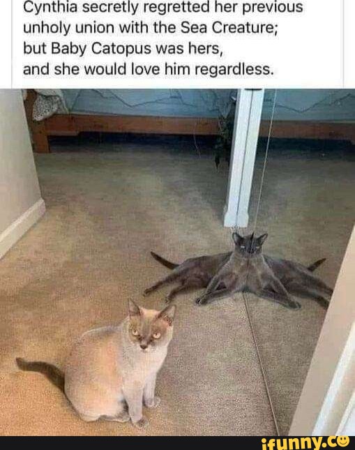 Catopus memes. Best Collection of funny Catopus pictures on iFunny