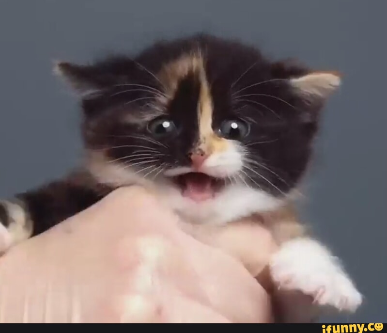Smol memes. Best Collection of funny Smol pictures on iFunny