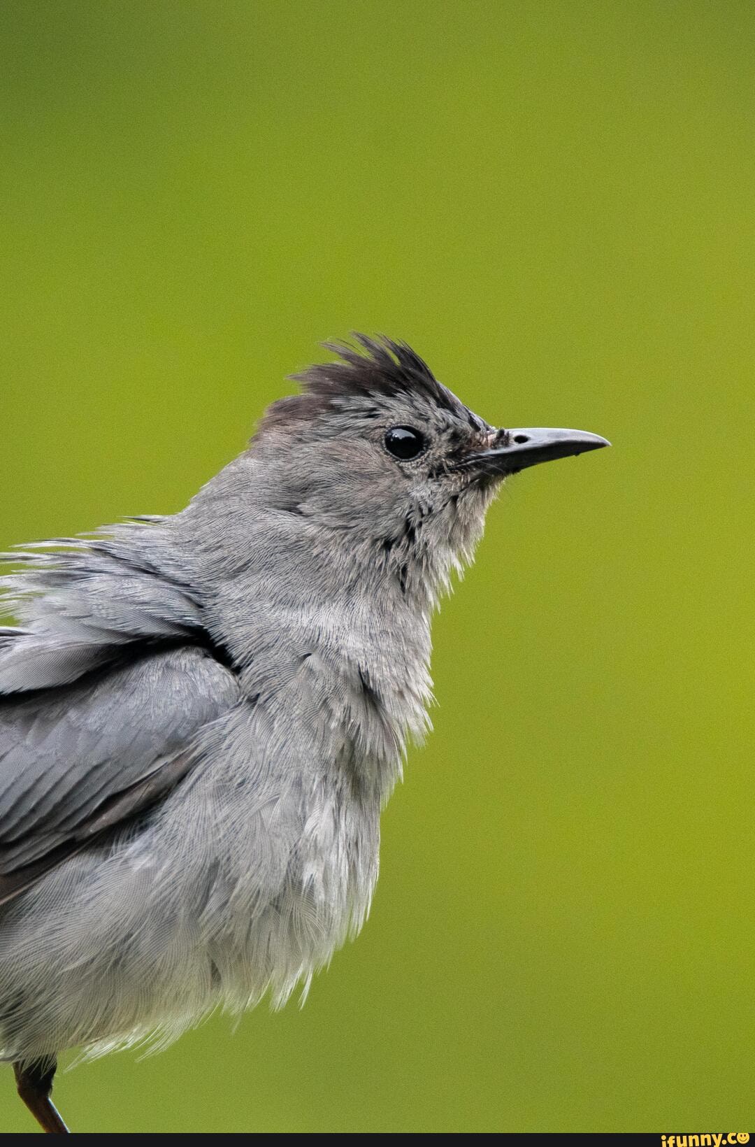 Catbird memes. Best Collection of funny Catbird pictures on iFunny