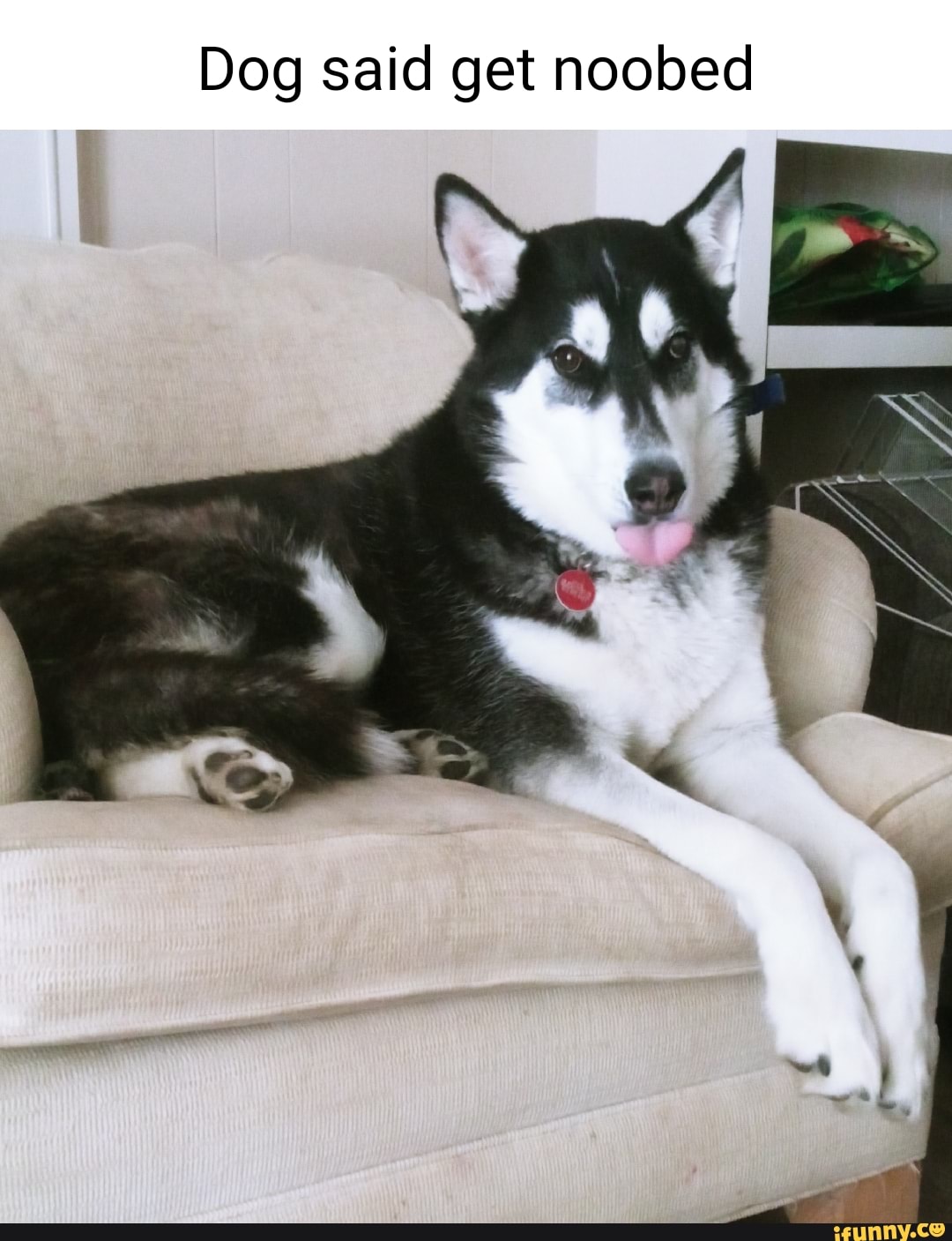 Dog said get noobed - iFunny