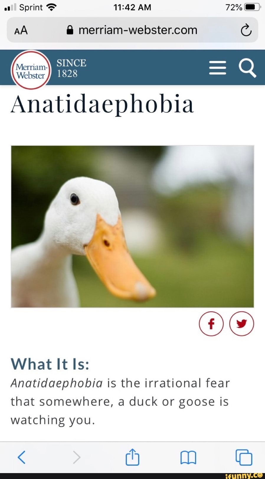 AA A merriam-webster.com E) Anatidaephobia What It Is: Anatidaephobia ...