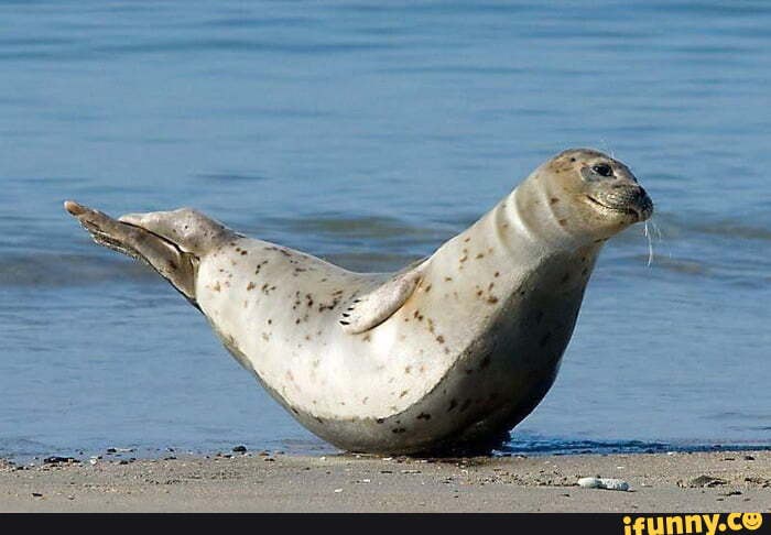 Harbor_seal memes. Best Collection of funny Harbor_seal pictures on iFunny