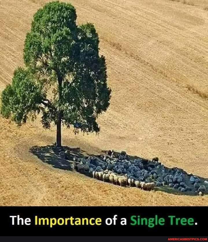 The Importance of a Single Tree. - America’s best pics and videos
