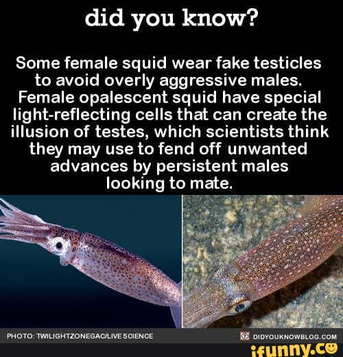 Did you know? Some female squid wear fake testicles to avoid overly ...