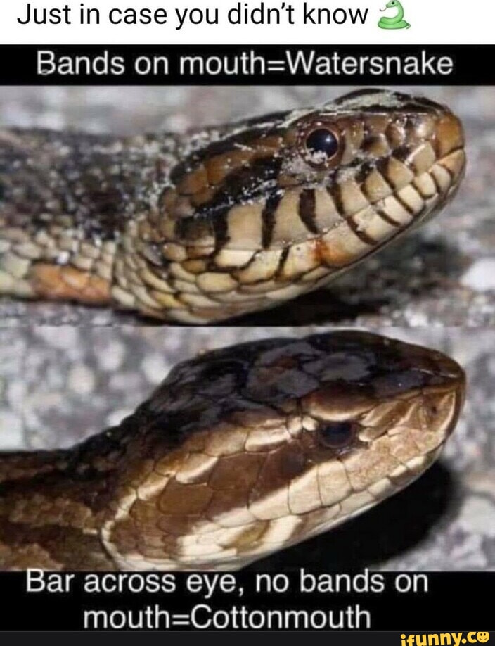 There has been a british voice in my head saying "bit sad innit" for ...