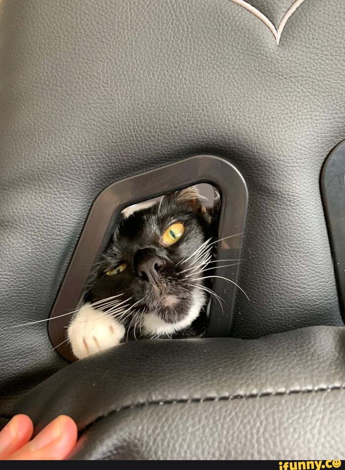 Gaming_chair memes. Best Collection of funny Gaming_chair pictures on ...