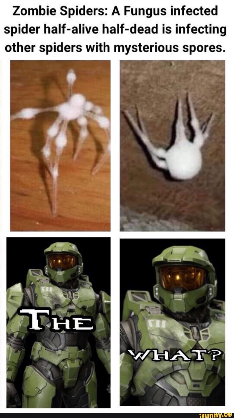 Zombie Spiders: A Fungus infected spider half-alive half-dead is ...