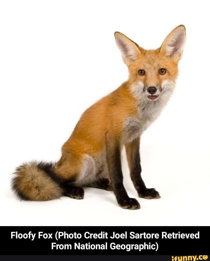 Floofy Fox (Photo Credit Joel Sartore Retrieved From National ...