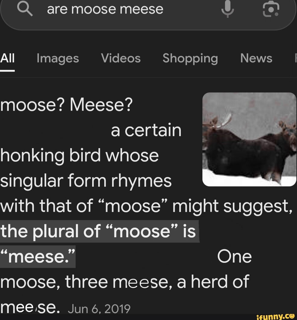 Bird memes. Best Collection of funny Bird pictures on iFunny