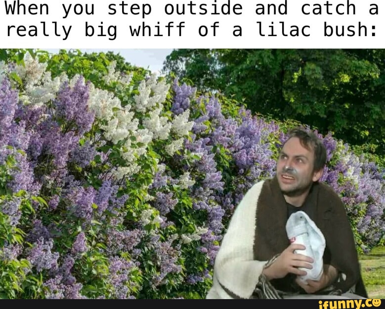 Lilac memes. Best Collection of funny Lilac pictures on iFunny