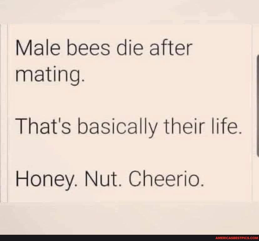 Male bees die after mating. That's basically their life. Honey. Nut ...
