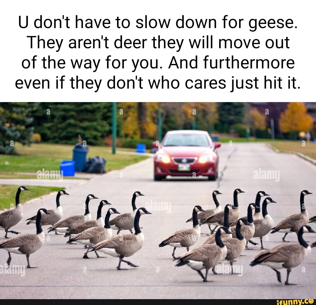 Furthermore memes. Best Collection of funny Furthermore pictures on iFunny