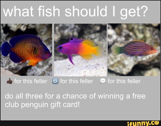 Feller memes. Best Collection of funny Feller pictures on iFunny