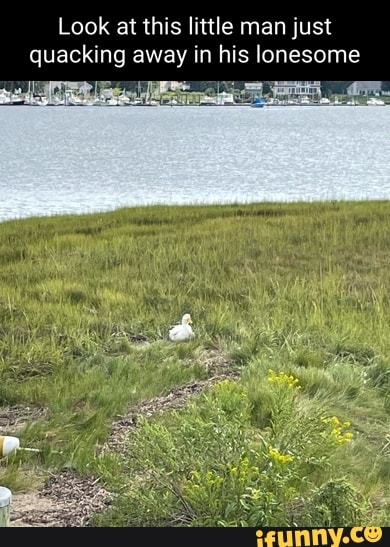 Quacking memes. Best Collection of funny Quacking pictures on iFunny