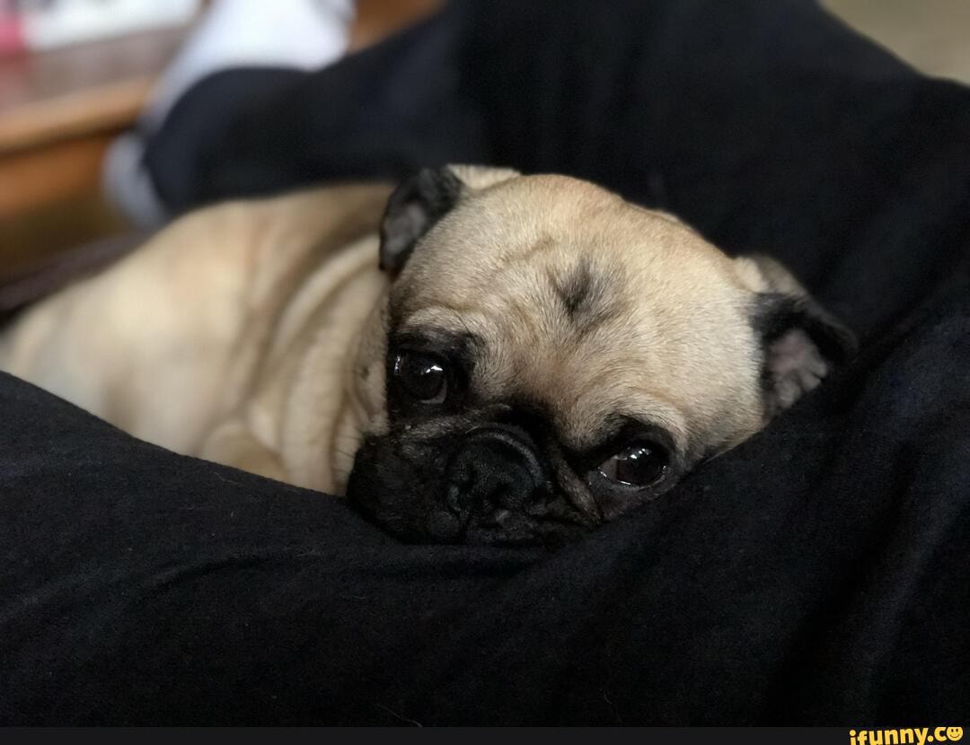 Puggy memes. Best Collection of funny Puggy pictures on iFunny