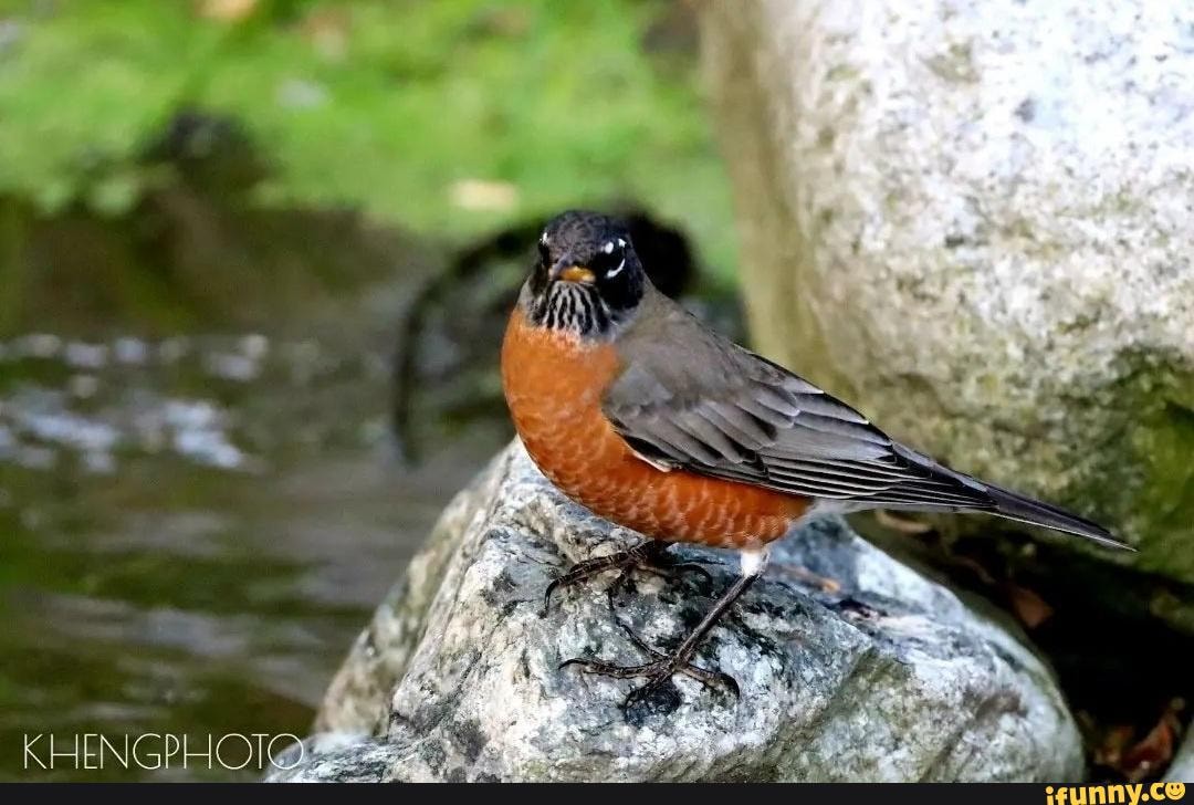 Cute Robin taking a bath at the LA Arboretum - )