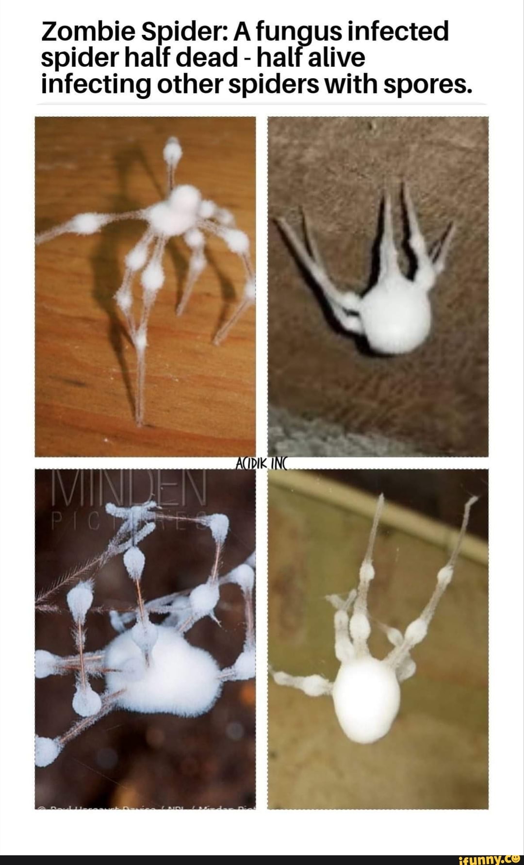 Zombie Spider: A fun us infected spider half dead - hal alive infecting ...