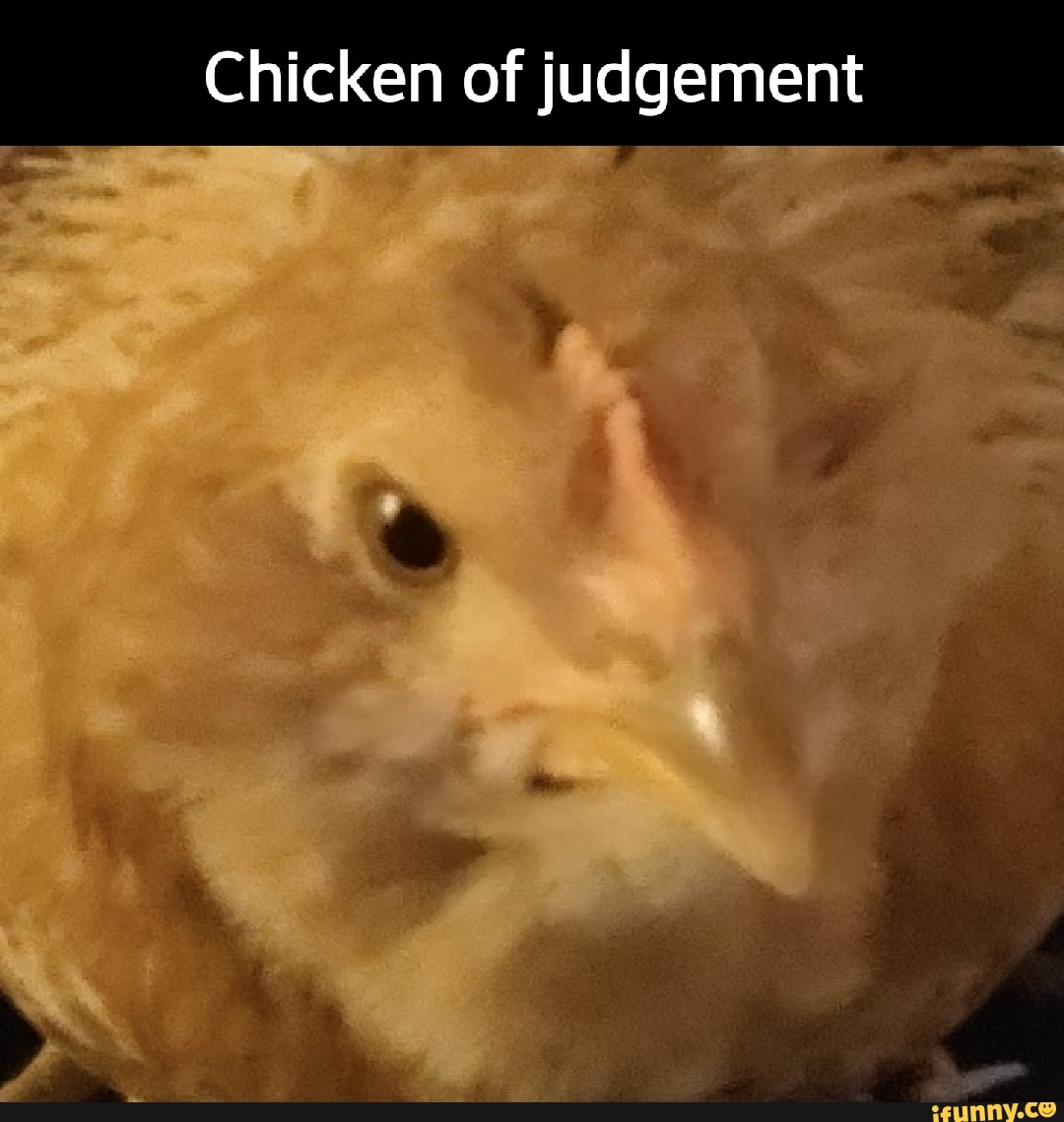 Borb memes. Best Collection of funny Borb pictures on iFunny