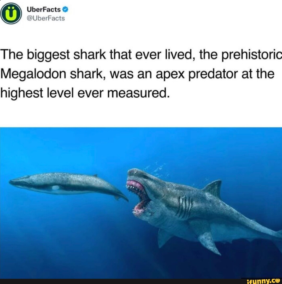 Megalodon memes. Best Collection of funny Megalodon pictures on iFunny