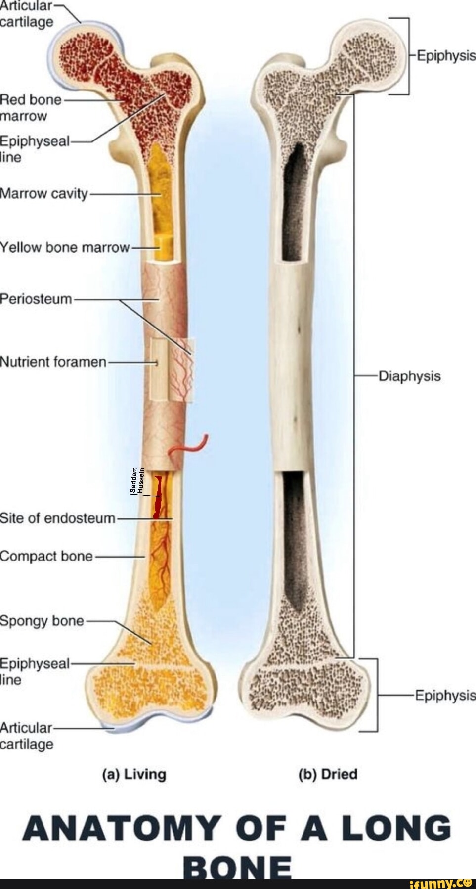 Articular cartilage Epiphysis Red bone marrow Epiohyseal line Yellow ...