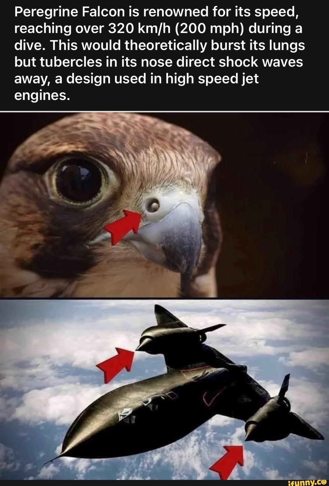 Peregrine Falcon is renowned for its speed, reaching over 320 (200 mph ...