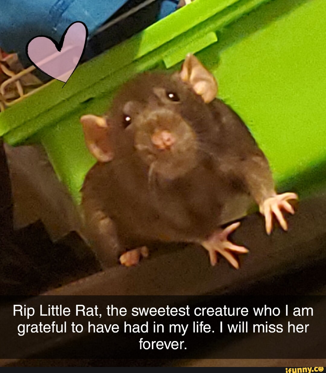 Grateful memes. Best Collection of funny Grateful pictures on iFunny