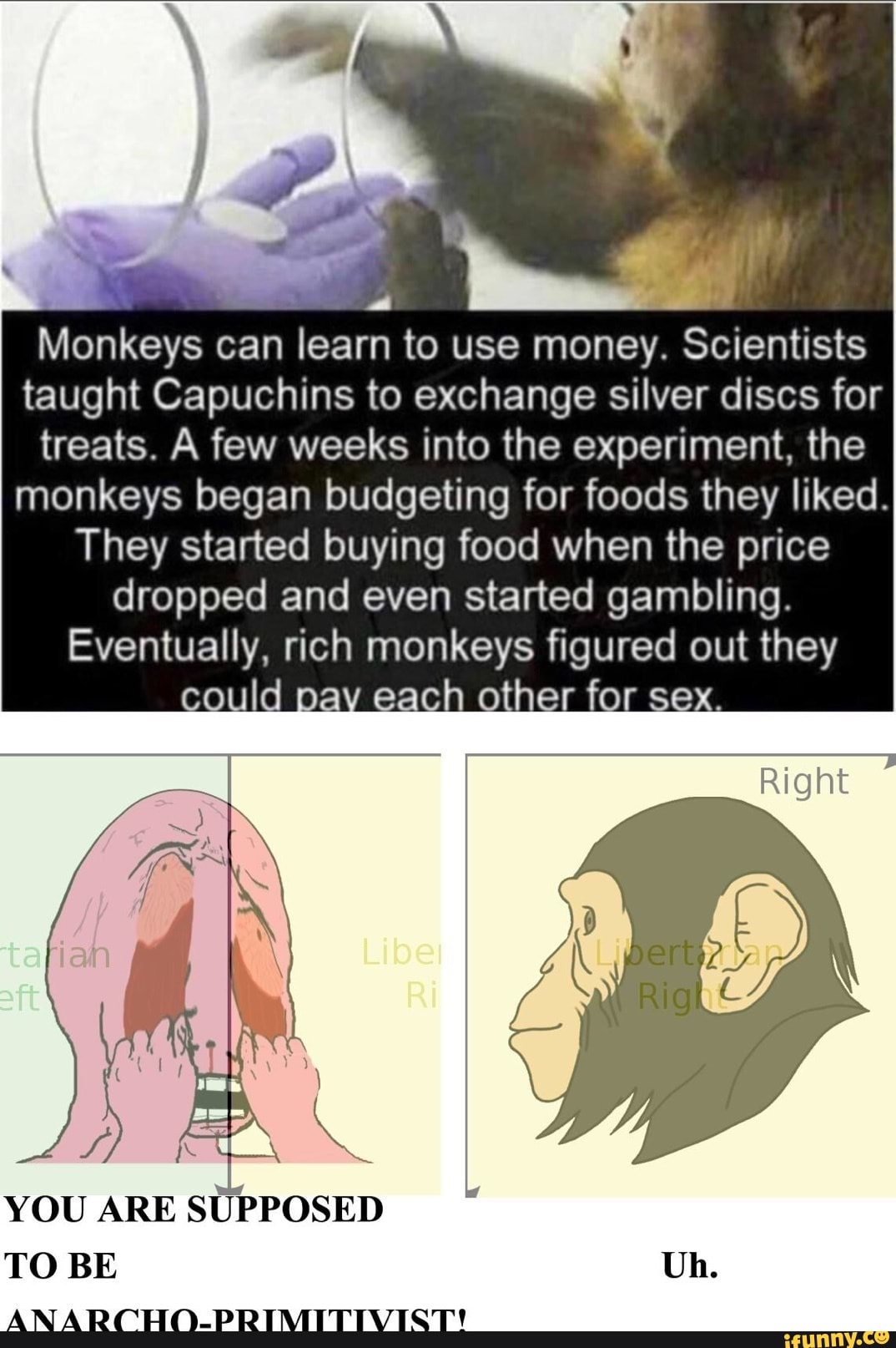 Monkeys can learn to use money. Scientists taught Capuchins to exchange ...