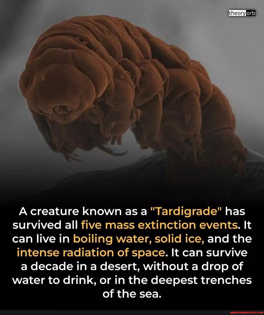 A creature known as a "Tardigrade" has survived all five mass ...