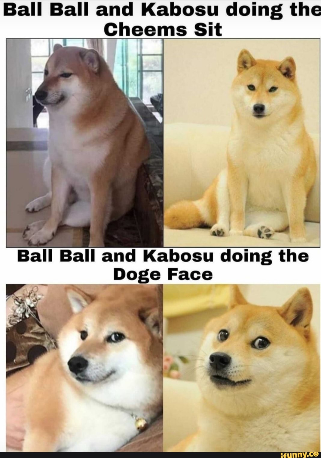 Ball Ball and Kabosu doing the _Cheems Sit Ball Ball and Kabosu doing ...