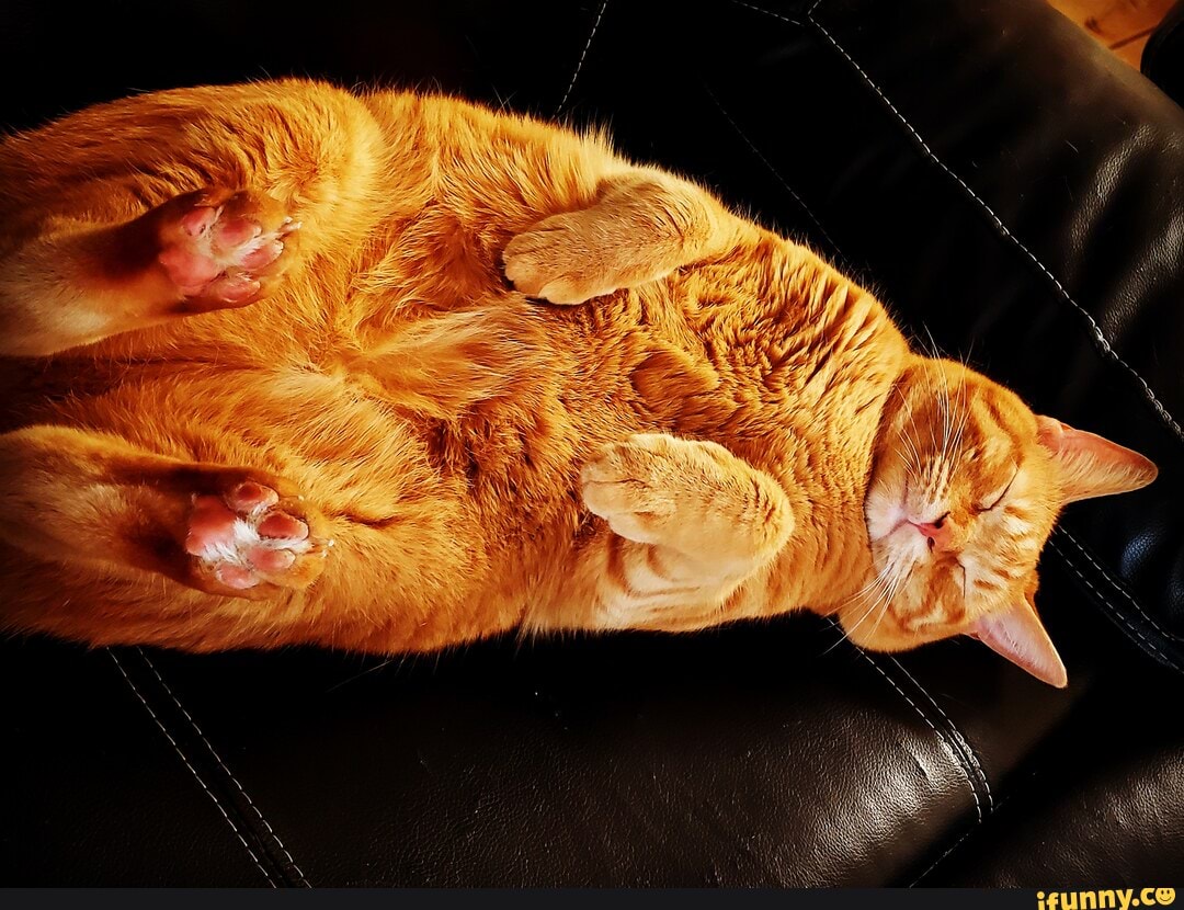 Our IRL Garfield (Frodo) makes air biscuits then passes out like this ...