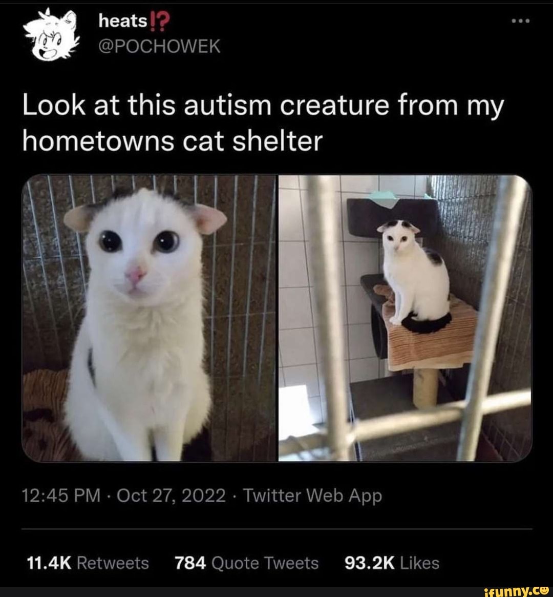 Heats @POCHOWEK Look at this autism creature from my hometowns cat ...