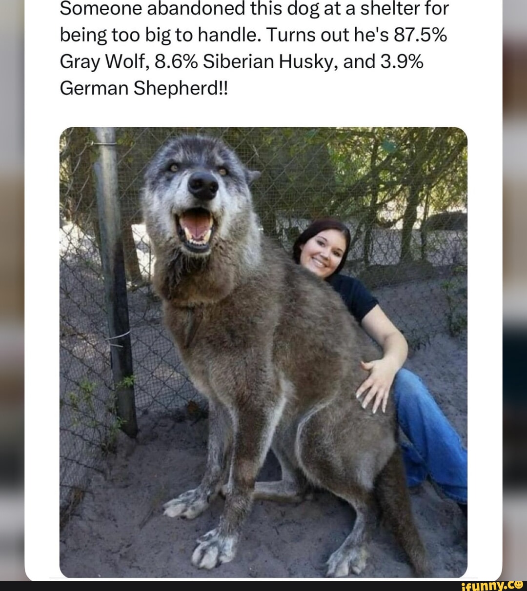 Someone abandoned dog at a sneer ror being too big to handle. Turns out ...