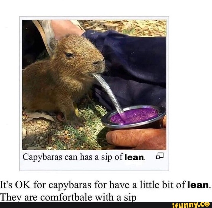 Capybaras can has sip oflean It's OK for capybaras for have a little ...