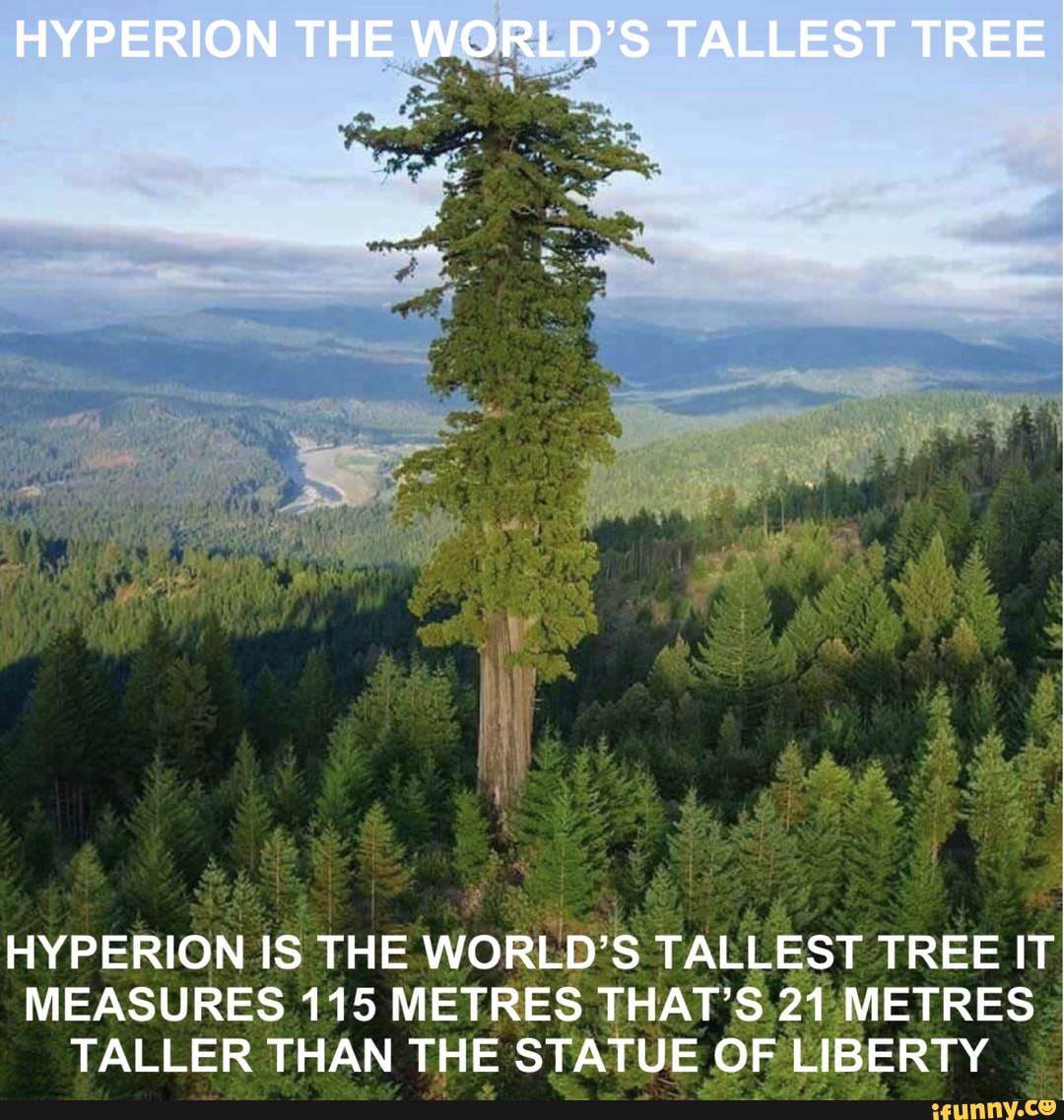 HYPERION IS THE woRll-D’S TALLEST TREE IT MEASURES 115 METRES TH'AT'S ...