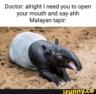 Doctor: alright I need you to open your mouth and say ahh Malayan tapir ...