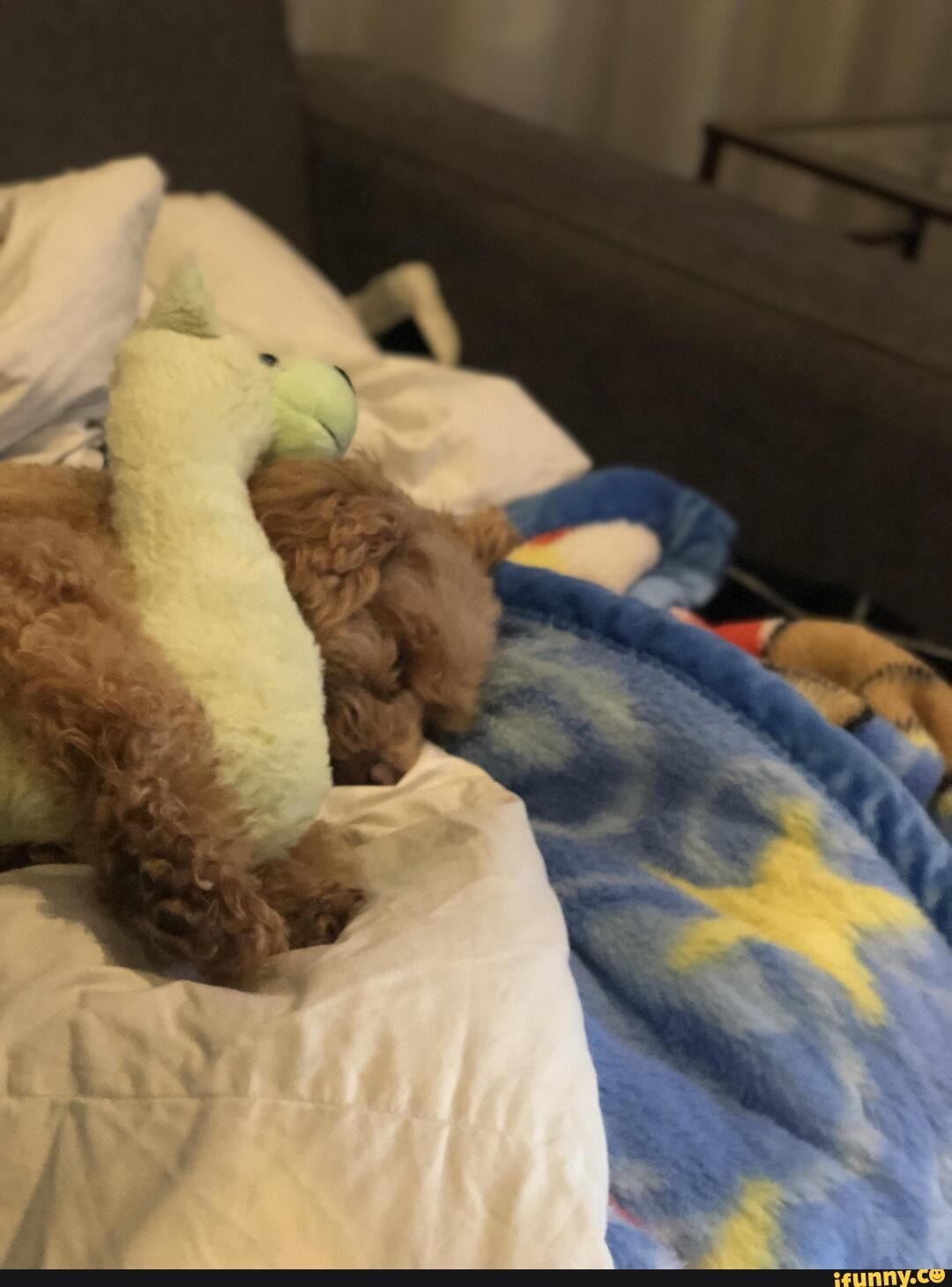 Cavoodle memes. Best Collection of funny Cavoodle pictures on iFunny