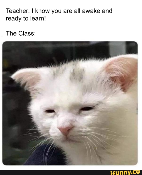 A cat meme - Teacher: I know you are all awake and ready to learn! The ...