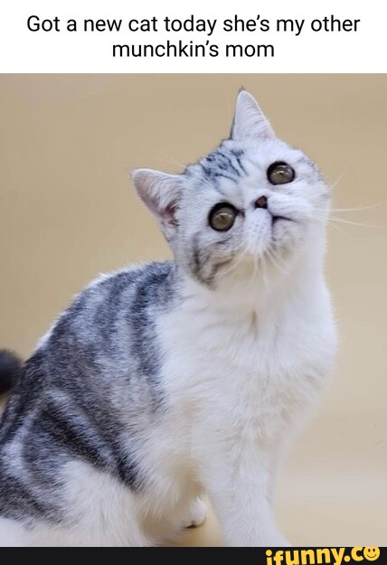 Munchkins memes. Best Collection of funny Munchkins pictures on iFunny