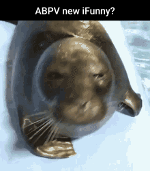 ABPV new iFunny? - iFunny