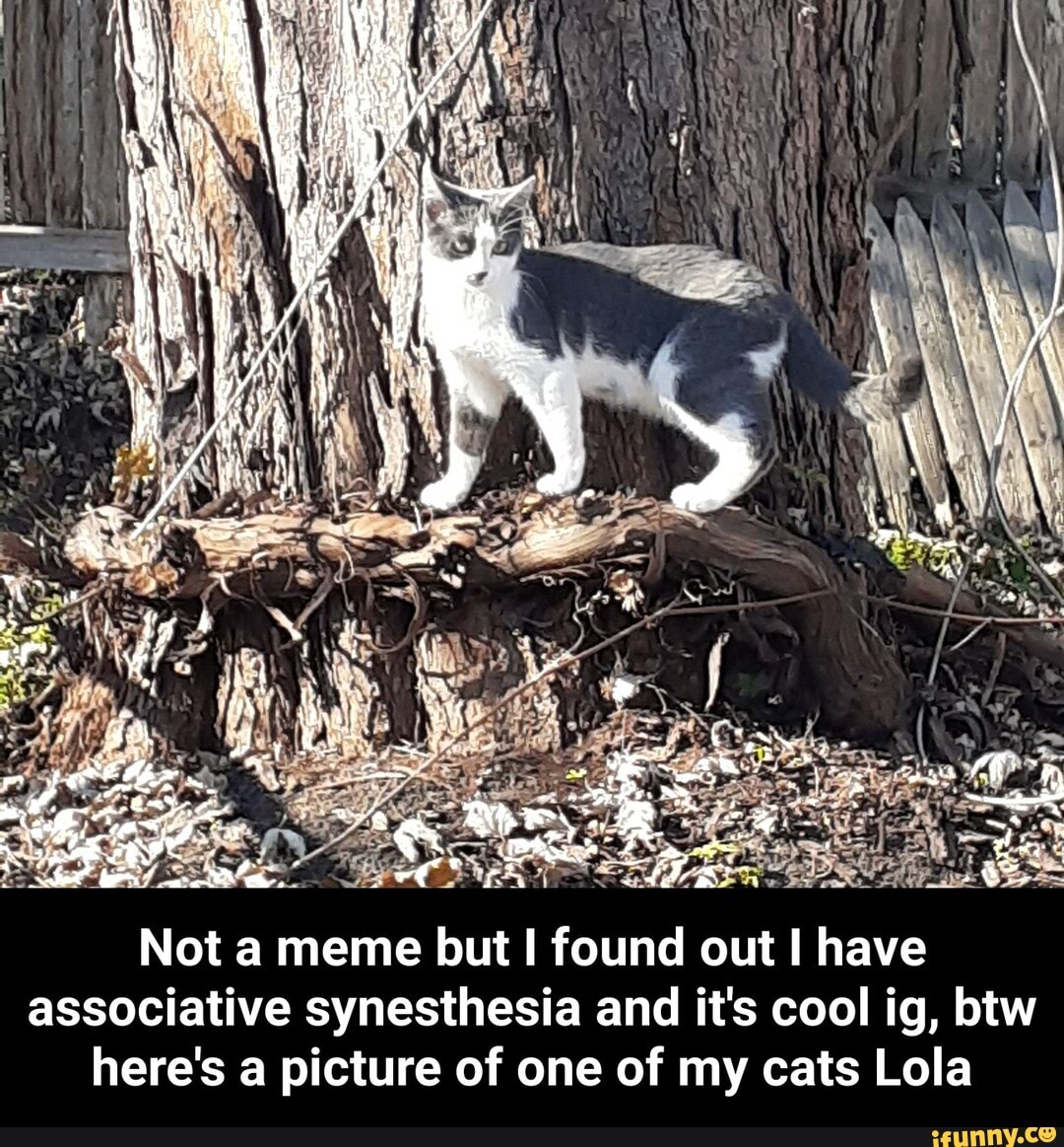 Synesthesia memes. Best Collection of funny Synesthesia pictures on iFunny