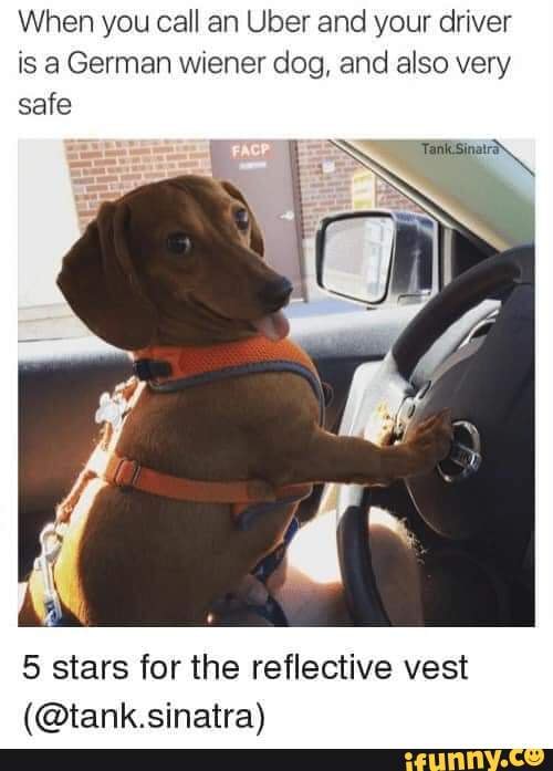 Can You Request An Uber With A Dog
