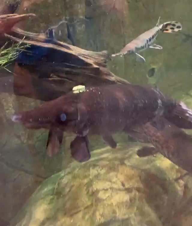 Dumb fish can’t figure out where he food is. - )